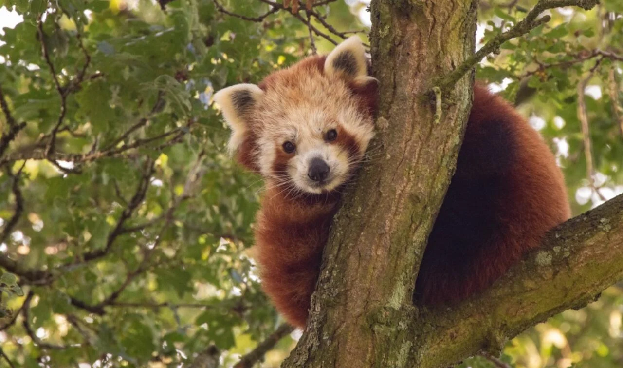 Family Adventure: Whipsnade Zoo Package at Pendley Manor - Pendley Manor